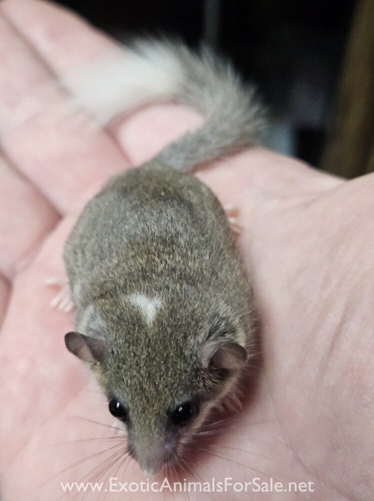 Pygmy Squirrels / African Dormice! for Sale