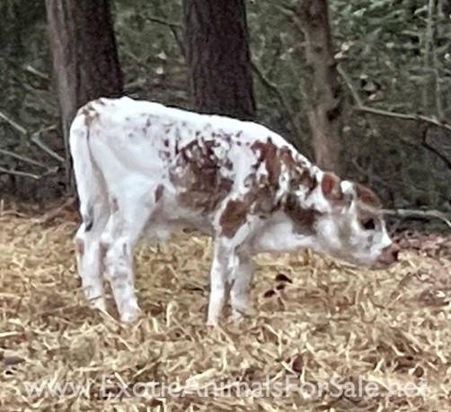 A2/A2 mini jersey cross bull calves for Sale