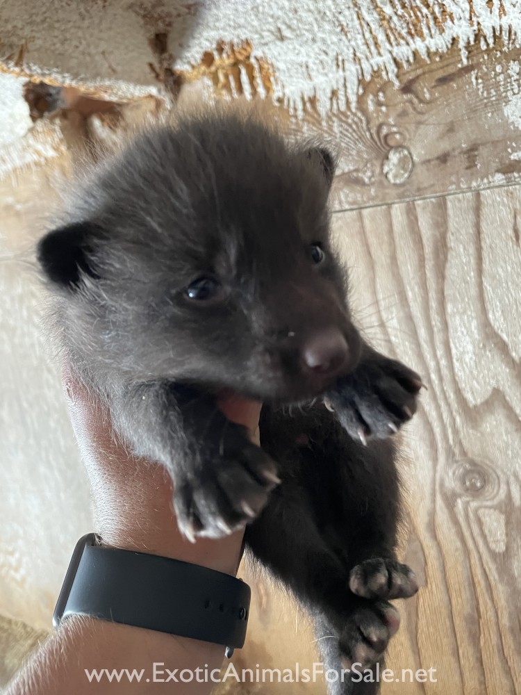 Silver fox for Sale