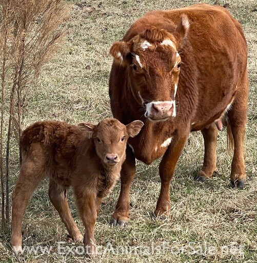 20+ Mini Calves For Sale! Mini Jersey Cross And Lowline Cross Calves ...