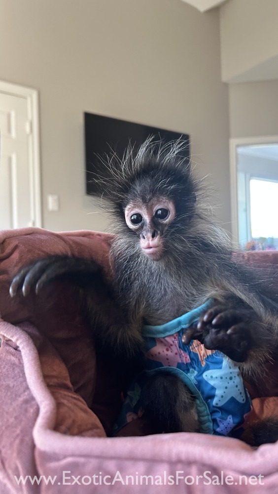 Spider Monkey Baby for Sale
