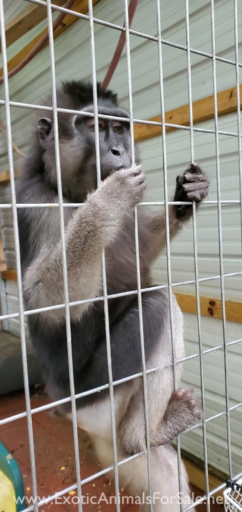 Celebes booted macaque (macaca ochreata) for Sale