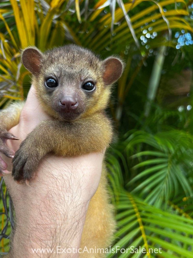 Marmoset, Fennec Fox, Hyrax, and Kinkajous at Treetop Exotics for Sale