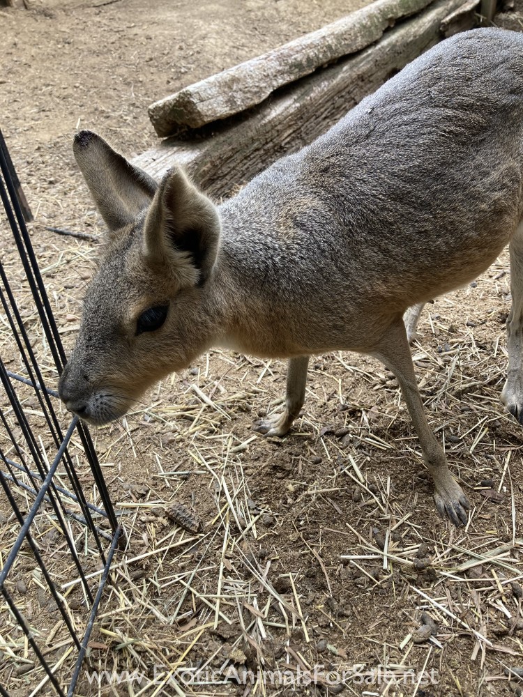 Patagonian Cavy’s for Sale