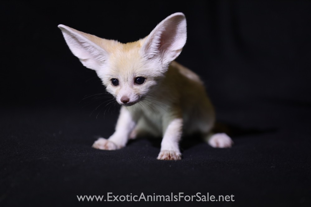 Marmoset, Fennec Fox, Hyrax, and Kinkajous at Treetop Exotics for Sale