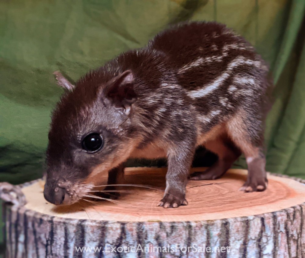 Lowland Pacas for Sale for Sale