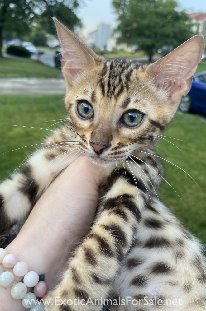Beautiful Brown Rosetted Male Bengal for Sale