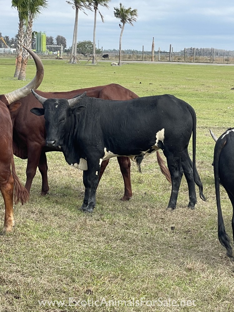 Exotic Bulls for Sale