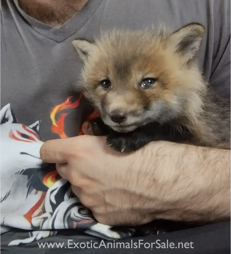 Fox pups for sale for Sale