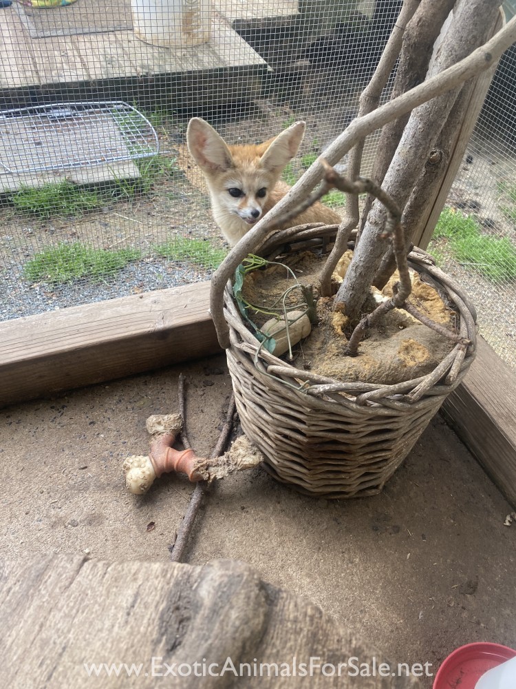 Female fennec fox for Sale