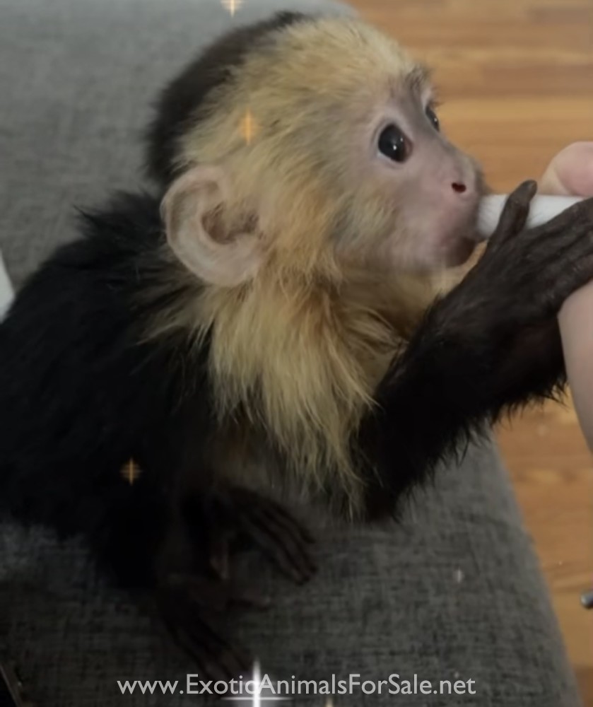 Capuchin monkey & spider monkey baby for Sale