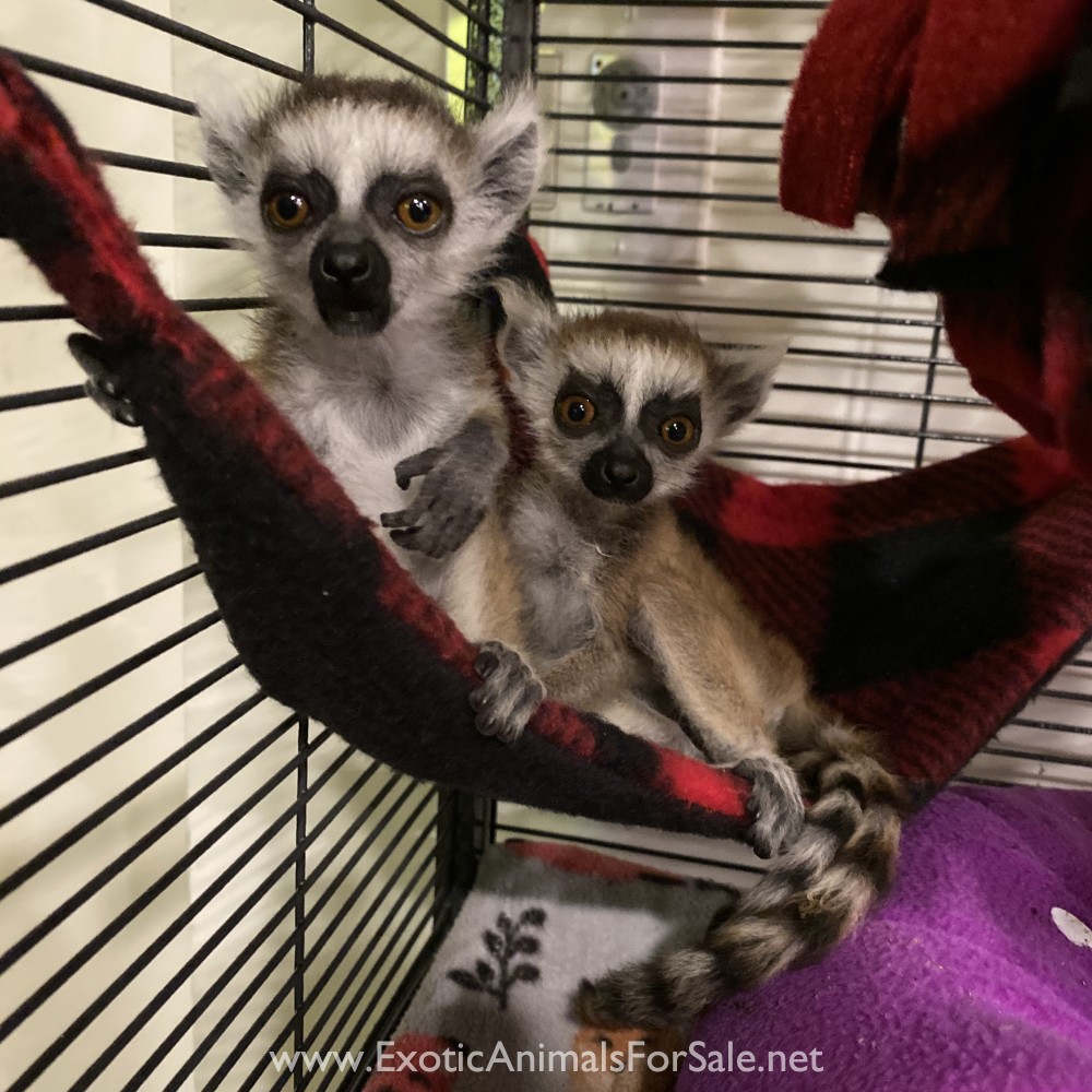 Baby Ring-tailed Lemurs for Sale
