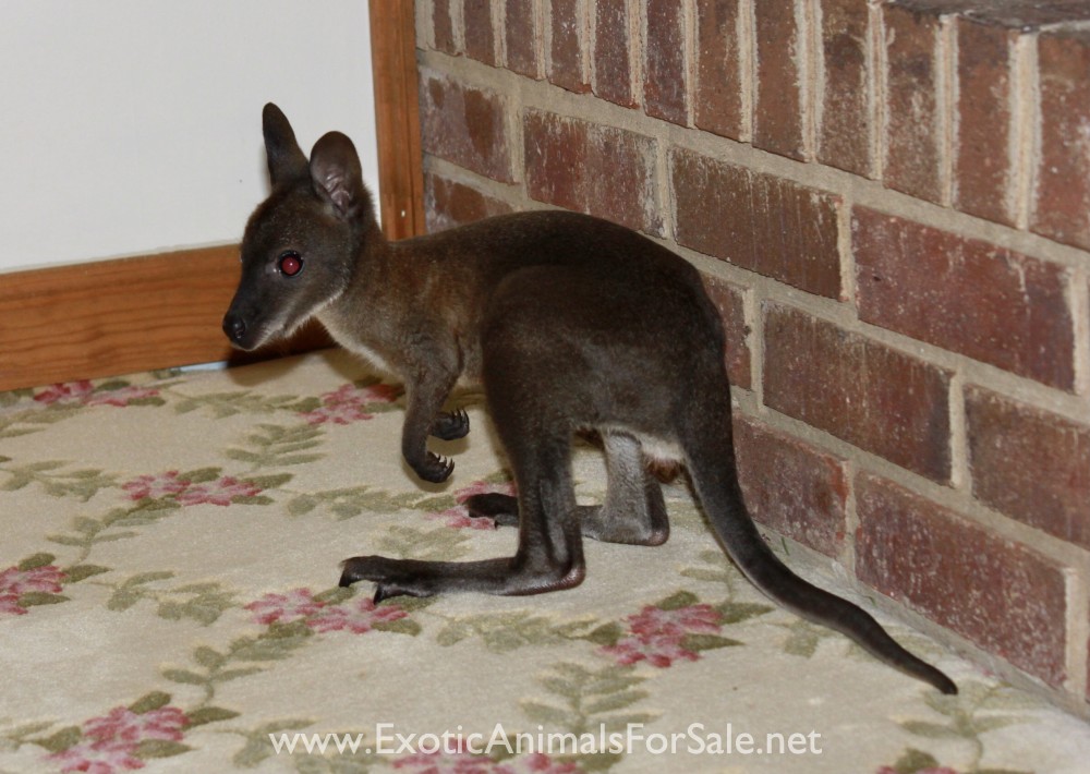 Bennett’s wallaby for Sale