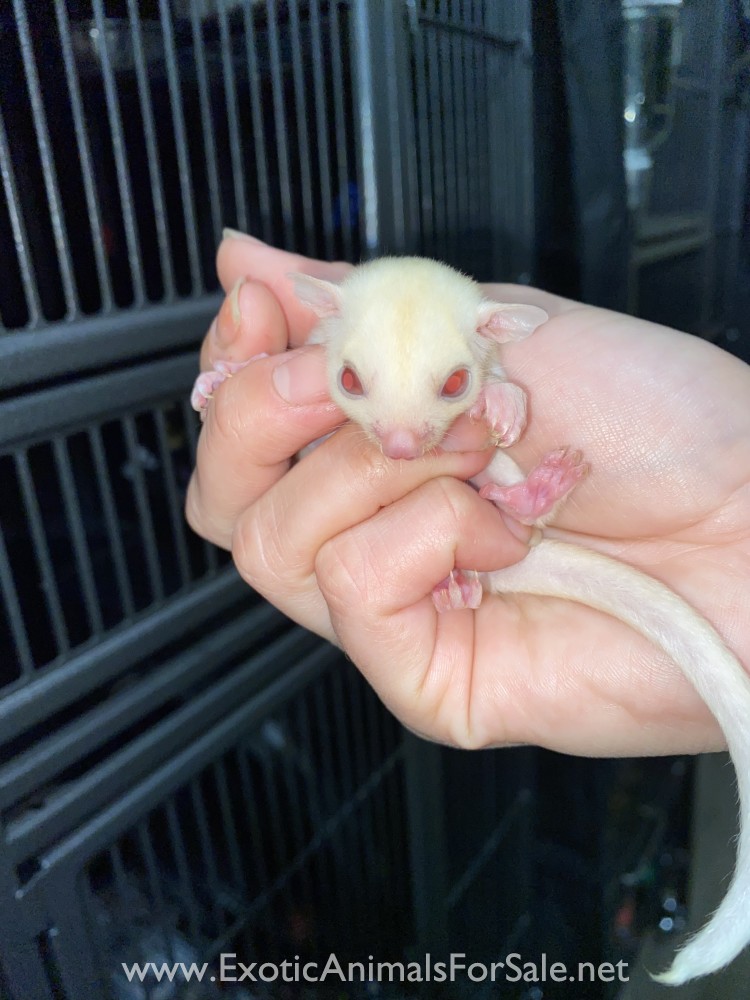 Ruby leu/possible MO Sugar Glider Joey Female for Sale