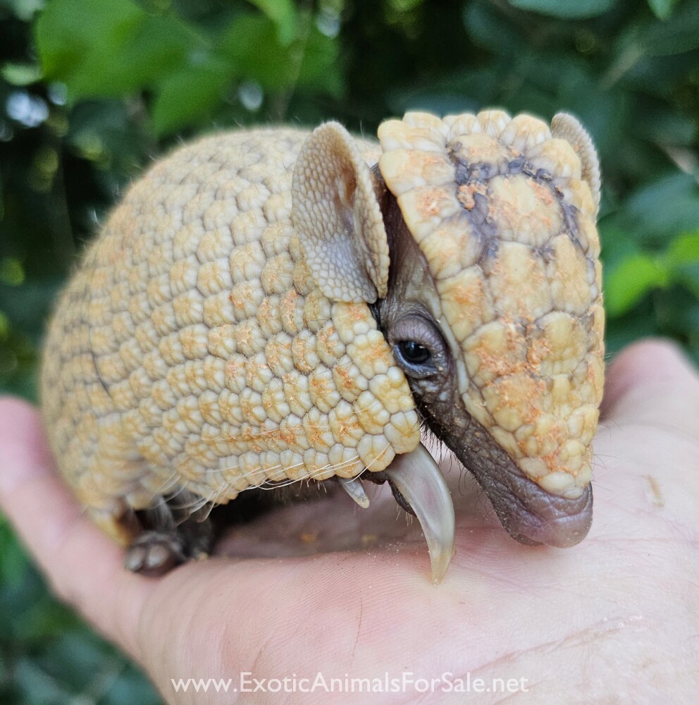 BABY THREE BANDED ARMADILLO CAPTIVE BRED AND HAND RAISED for Sale