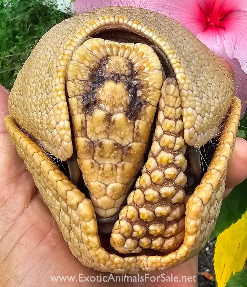 BABY THREE BANDED ARMADILLO CAPTIVE BRED AND HAND RAISED for Sale
