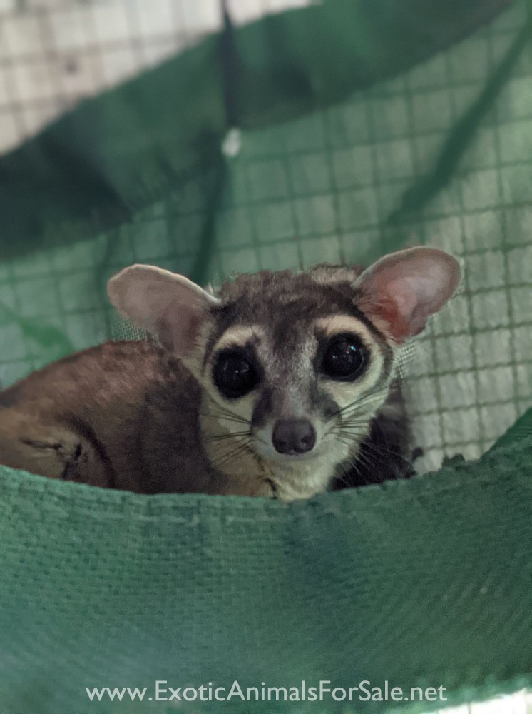 Male Ringtail Cat For Sale for Sale