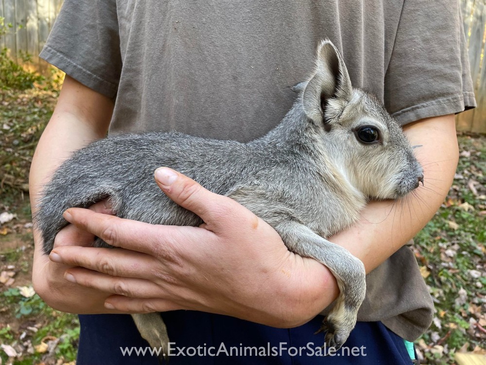 Male Patagonian Cavies for Sale for Sale