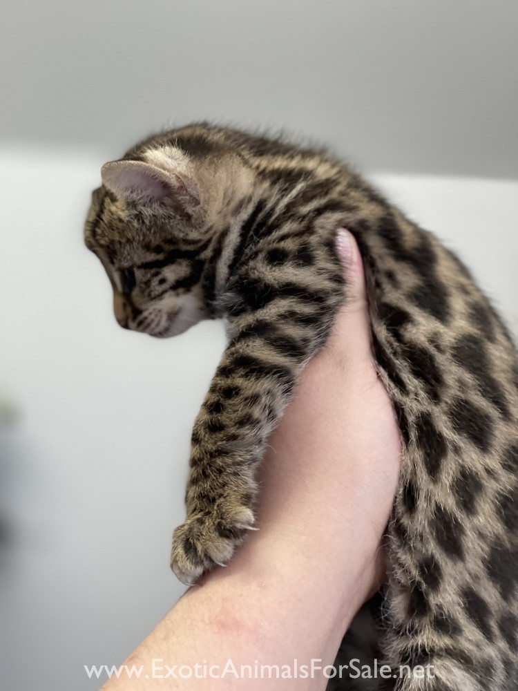 F1 bengal male for Sale