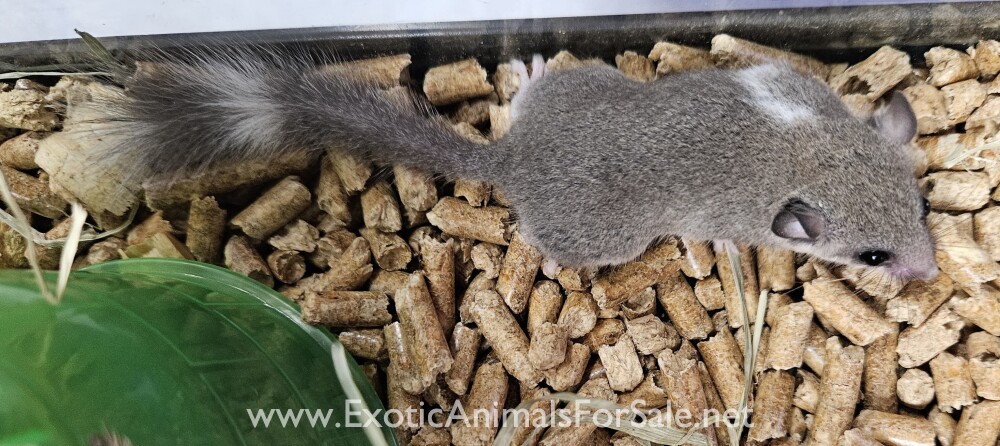Pygmy Squirrels / African Dormice! for Sale