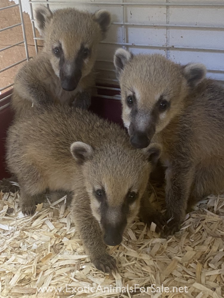 Baby Coatimundis for Sale