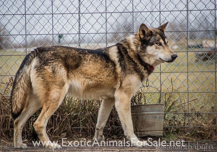 WOLF/SHEPHERD PUPPIES for Sale