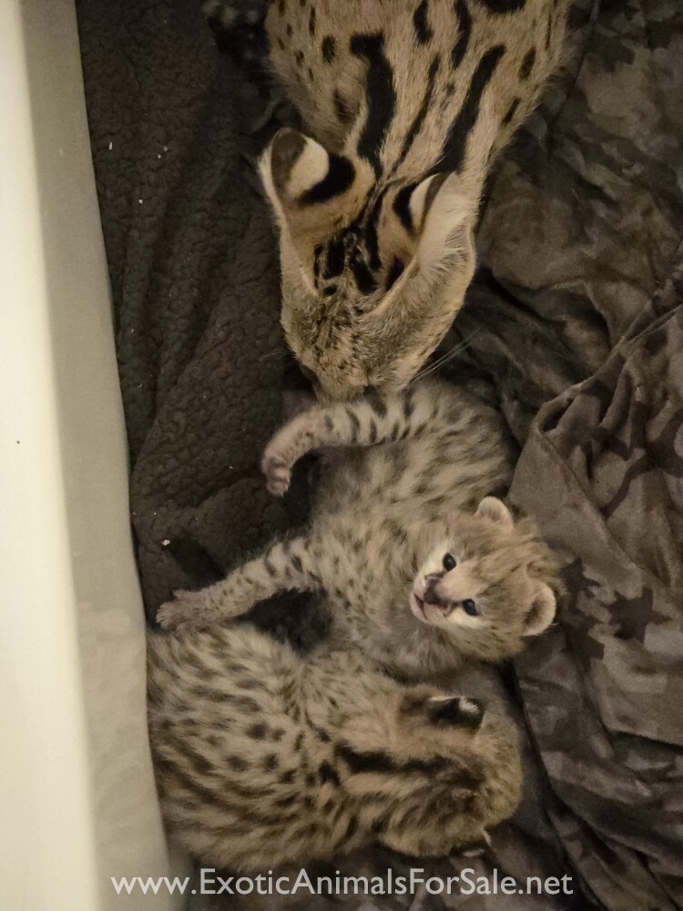 Serval kittens sweet bottle Fed USDA for Sale