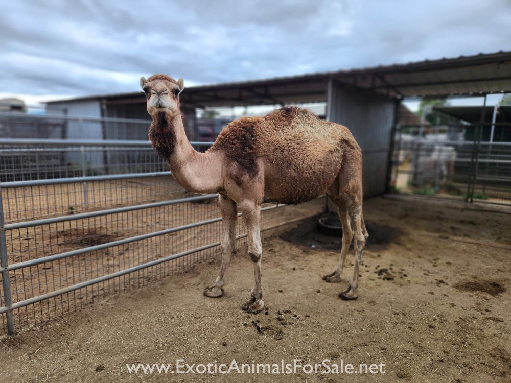Camel for Sale