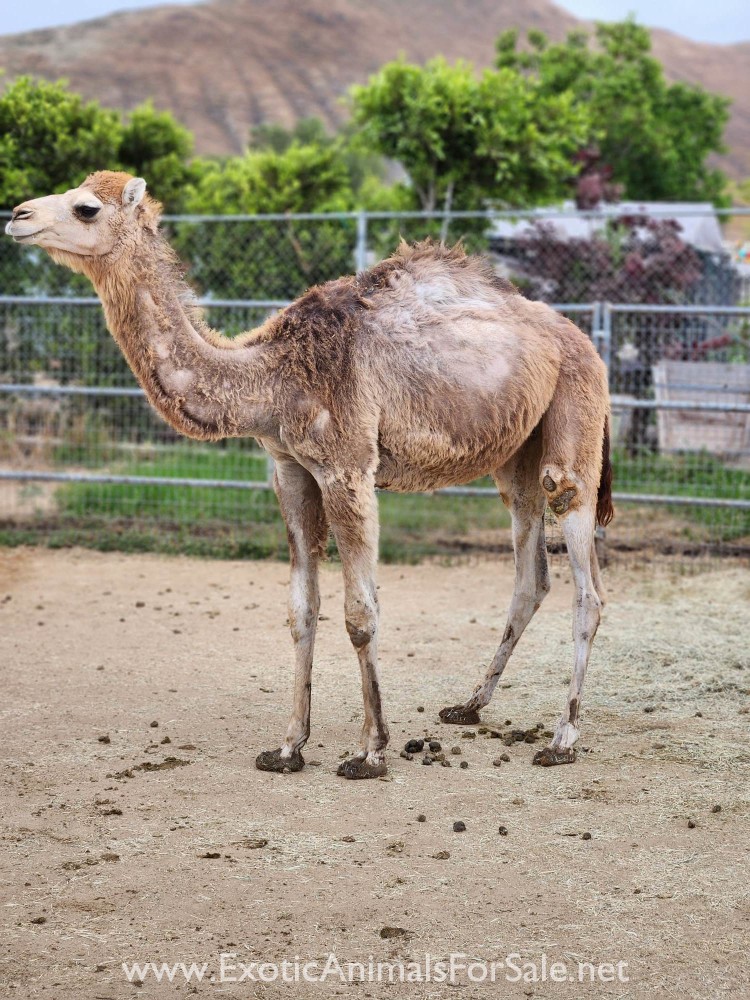 Camel for Sale