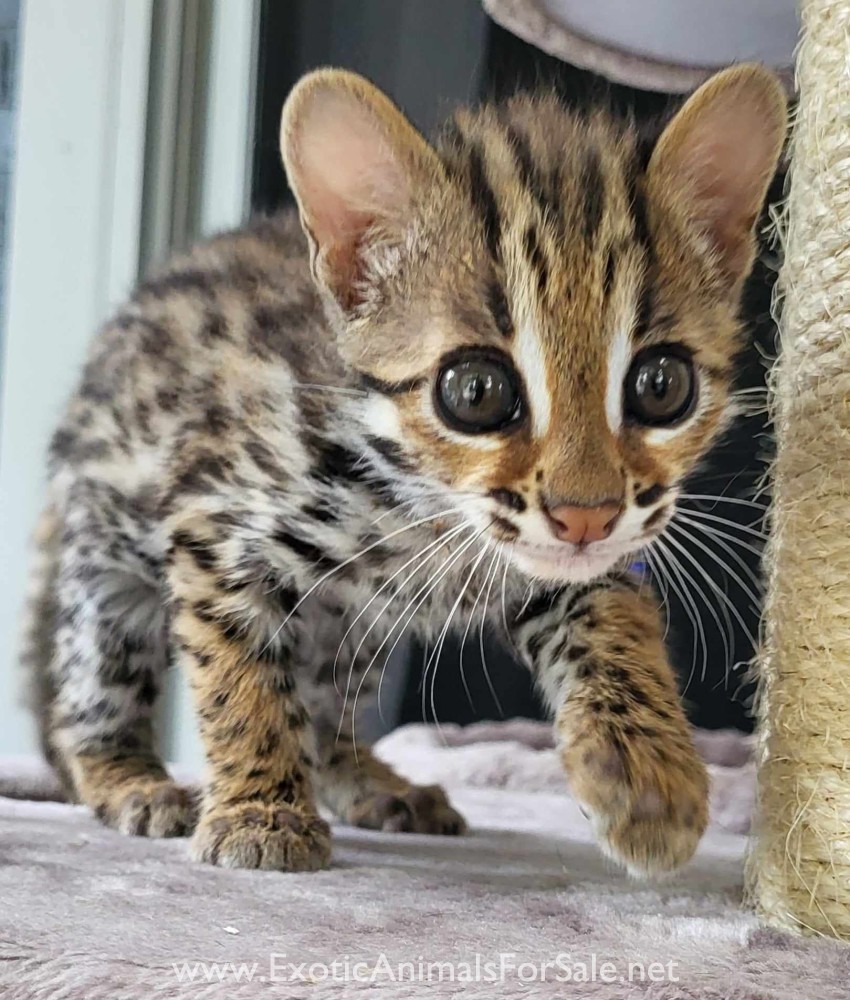 Asian Leopard Kitten for Sale