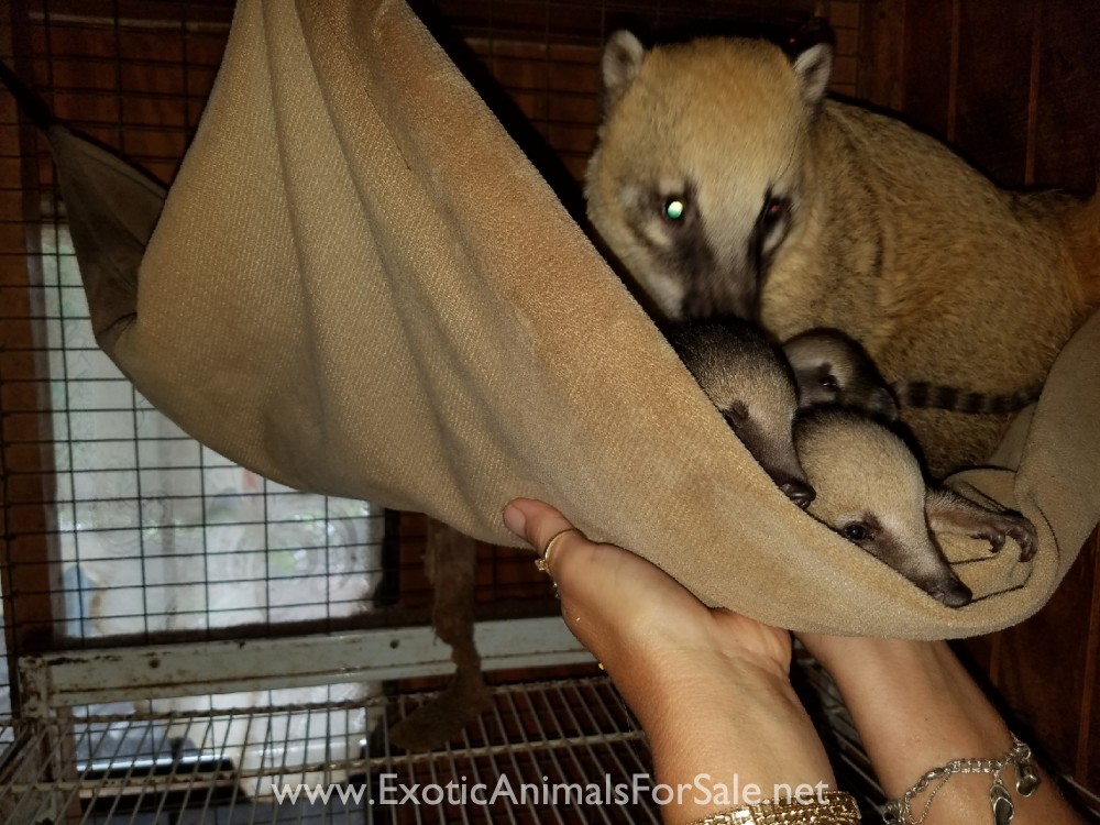 Mountain coatimundi babies for Sale