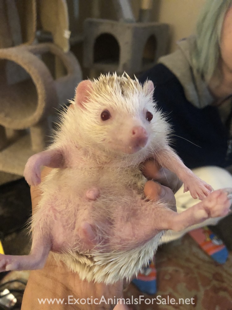 Baby Hedgehogs for Sale
