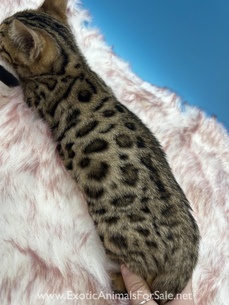 Brown Spotted Bengals for Sale