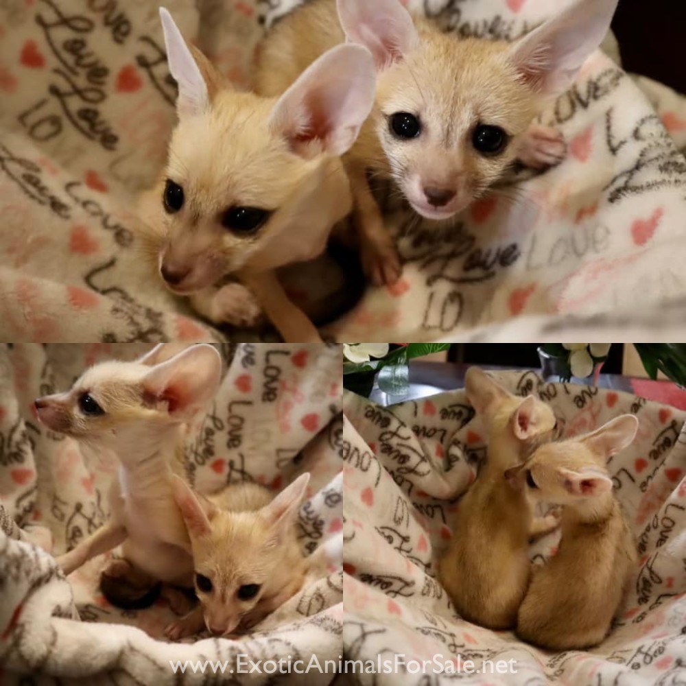 Pale Fox Kit (F) for Sale