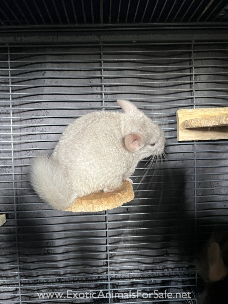 Chinchilla kids ready for new home for Sale