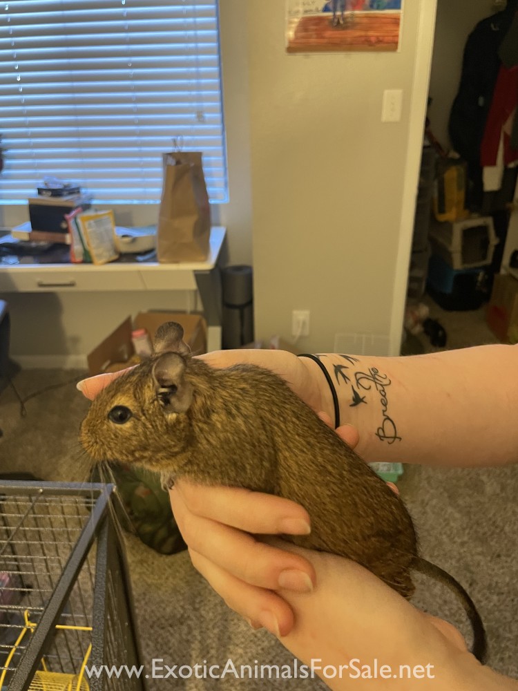 Male degus for Sale