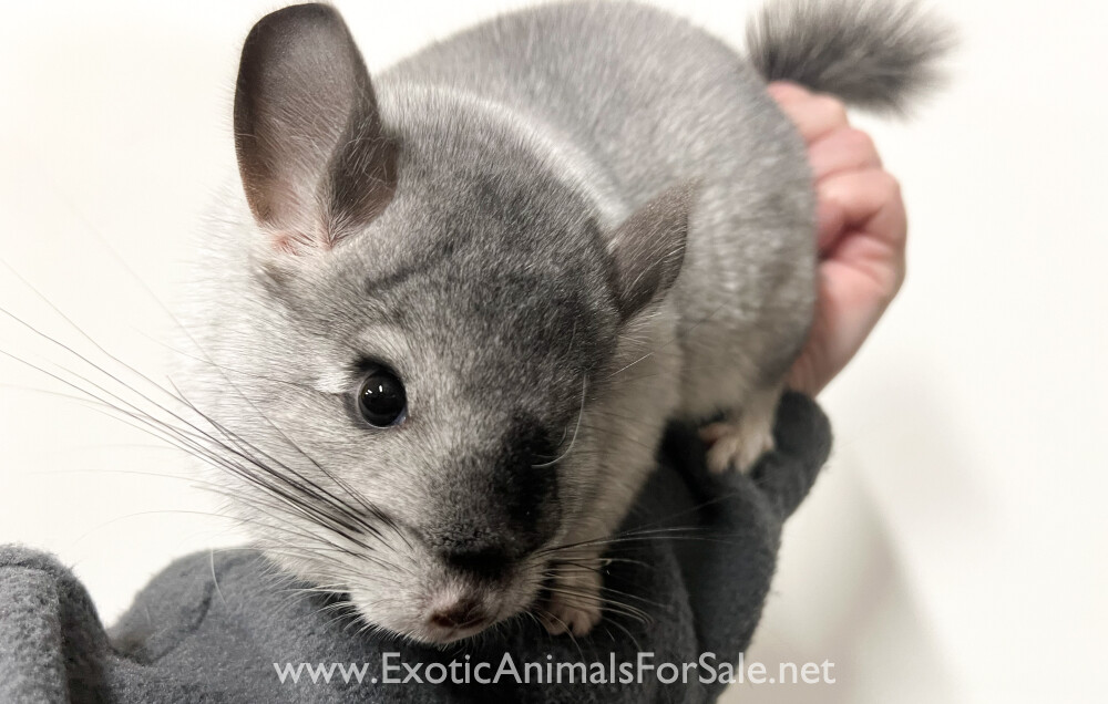 Fiolette Chinchillaer