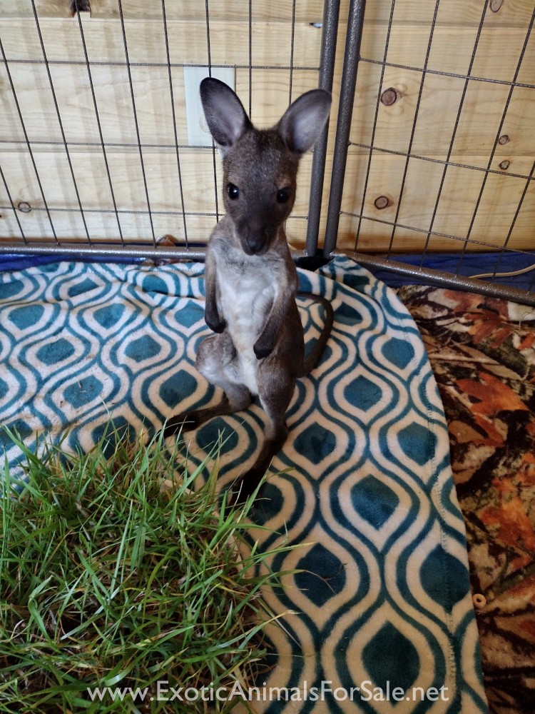 Baby wallaby for Sale
