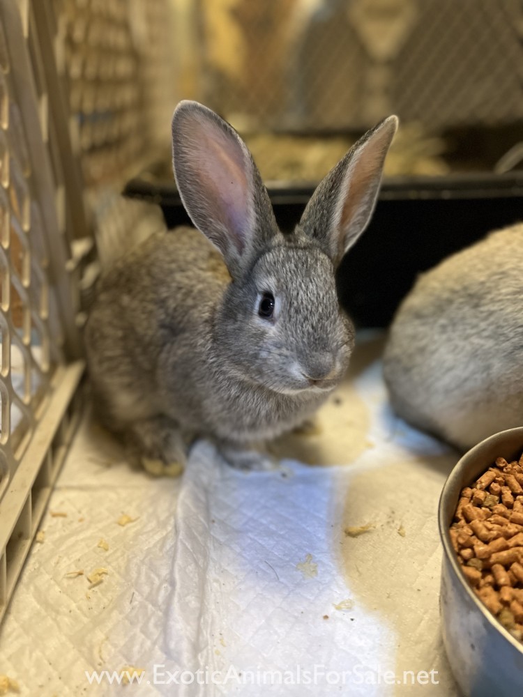 Flemish Giant Rabbits for Sale
