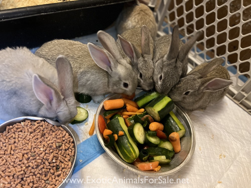 Flemish Giant Rabbits for Sale