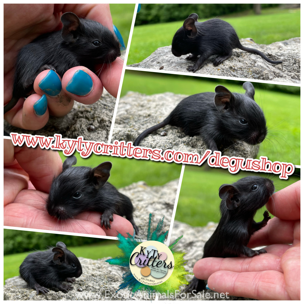 Degu babies - standard and rare colors for Sale