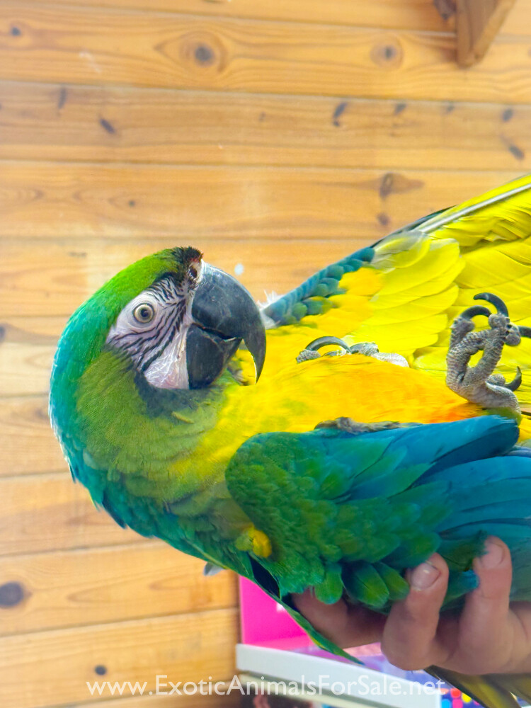 Surplus List for Sale