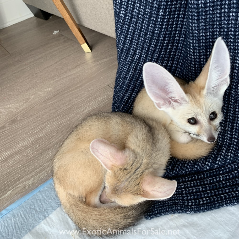 Juvenile Male Fennec Fox for Sale