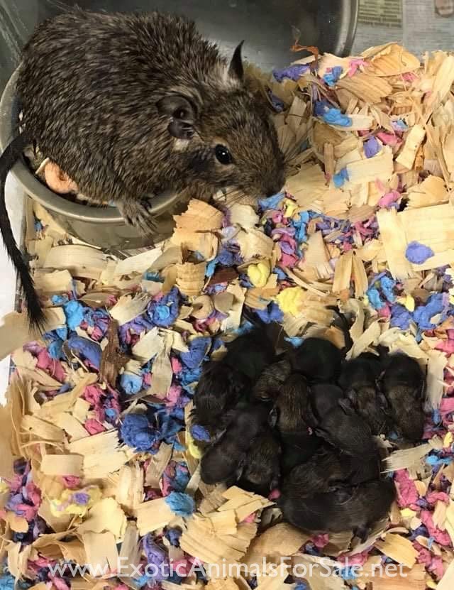 Proven breeding colony of Blue & Brown Degus for Sale