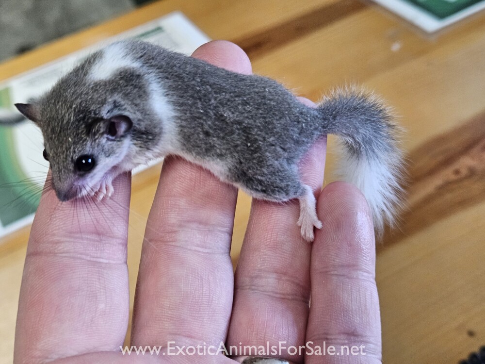 Pygmy Squirrels / African Dormice! for Sale