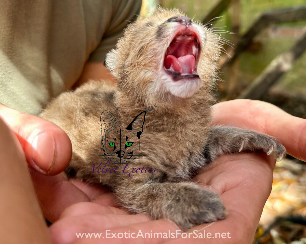 Serval Caracal Hybrid - Caraval for Sale