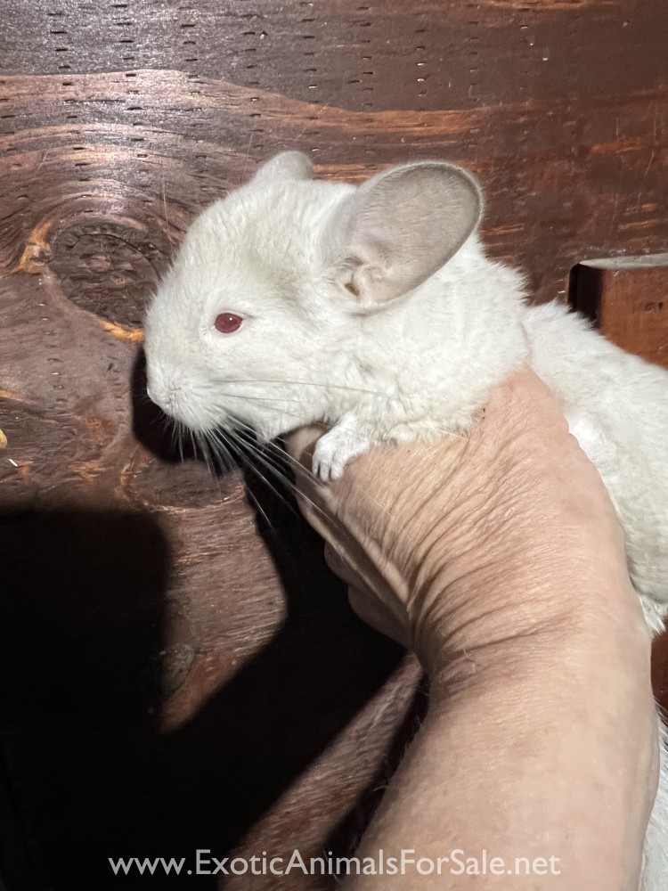 Beige baby chinchilla for sale for Sale