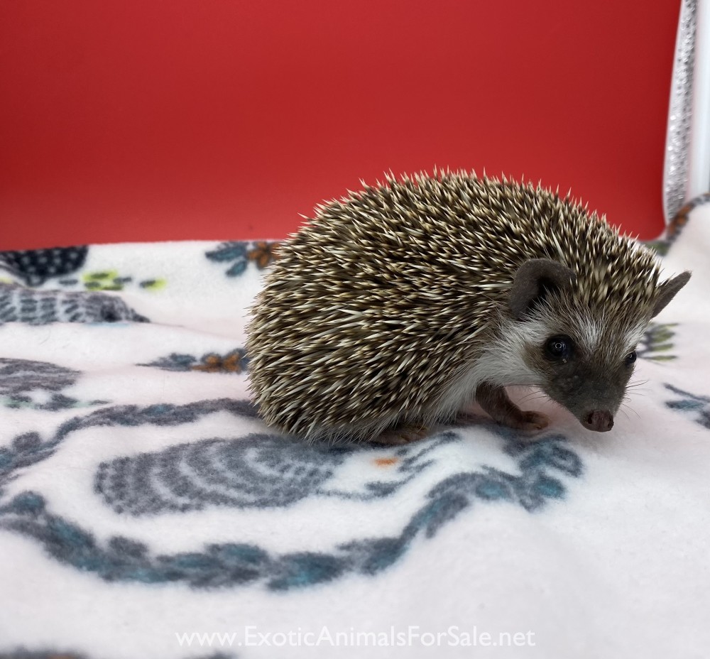 Hedgehog for Sale
