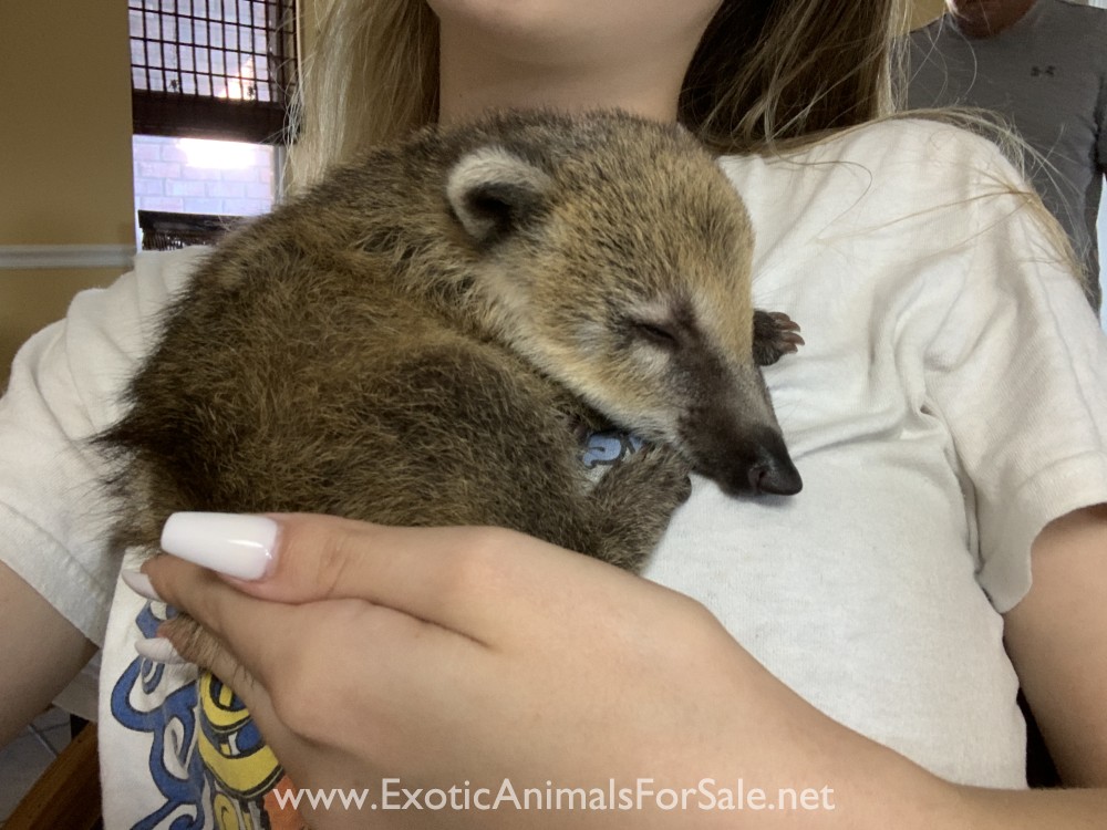 Baby Male Coati for Sale