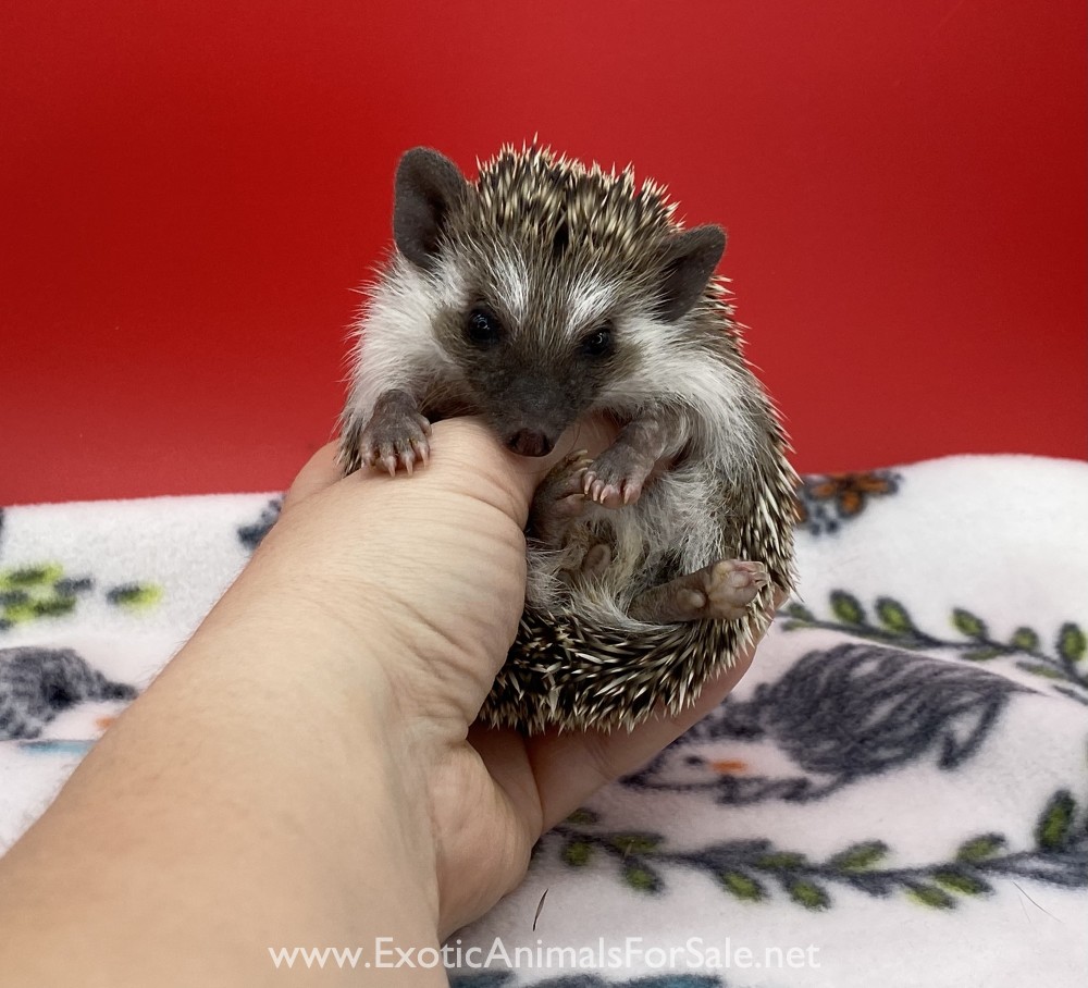 Hedgehog for Sale